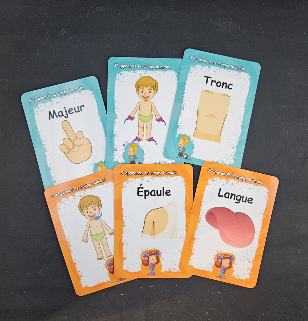 Cartes éclair du corps humain - Au pays de Dinou